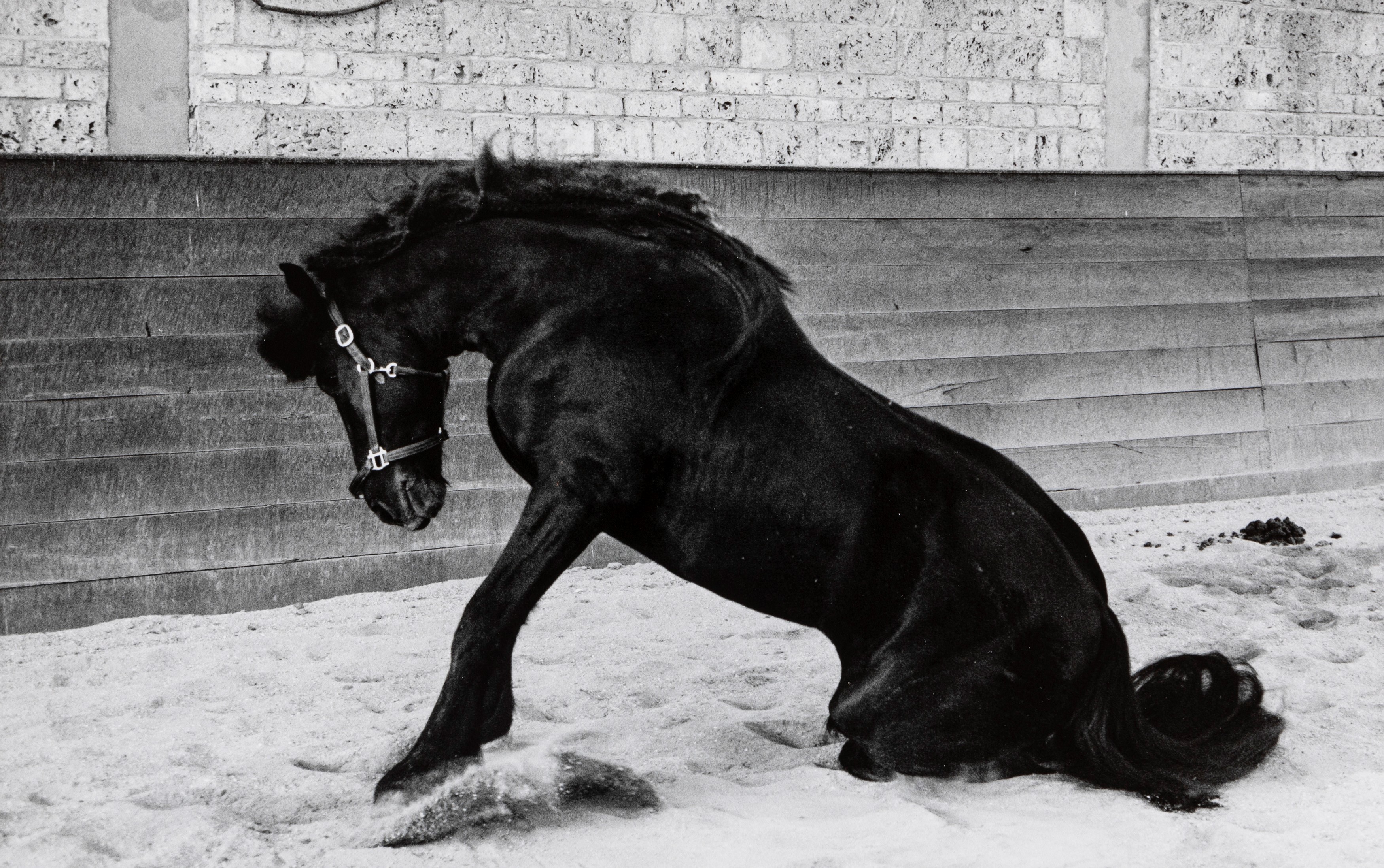 Roberto Rocco - Horse 2016 | Photographs | Finarte, casa d'aste
