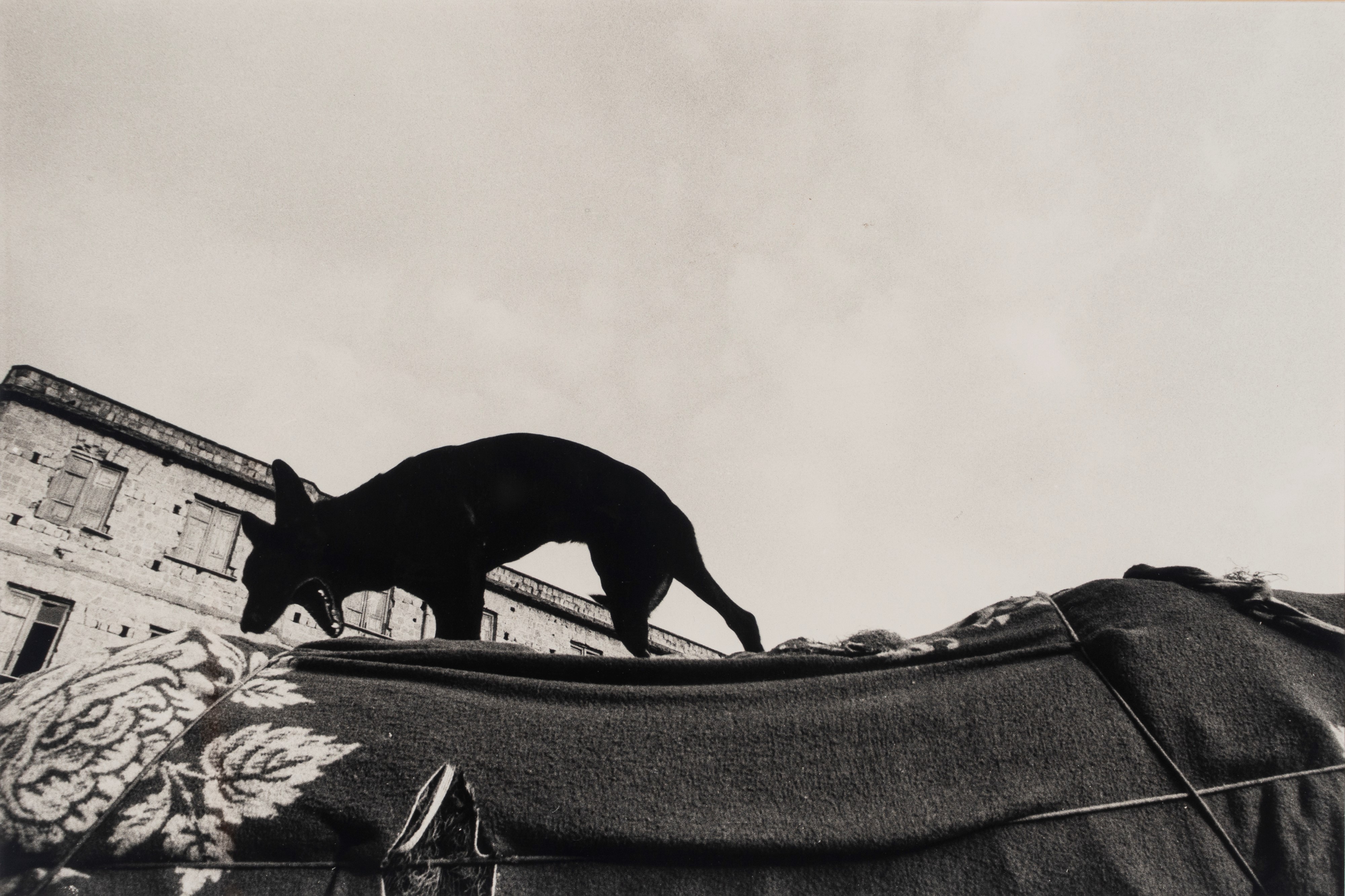 Antonio Biasucci - Senza titolo 1986 | Fotografia Italiana: Under 1K ...