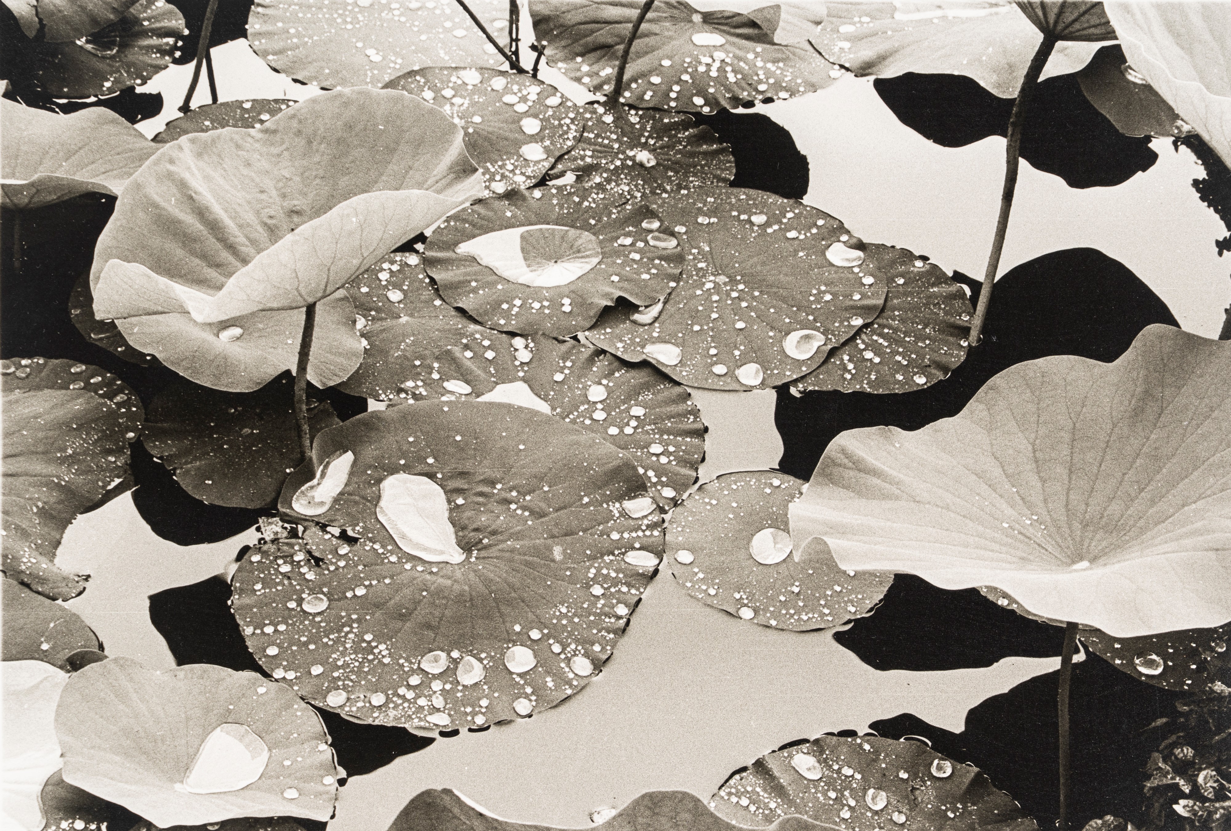 Fulvio Ventura - Untitled 1970s/1980s | Italian Photography: Under 1K ...