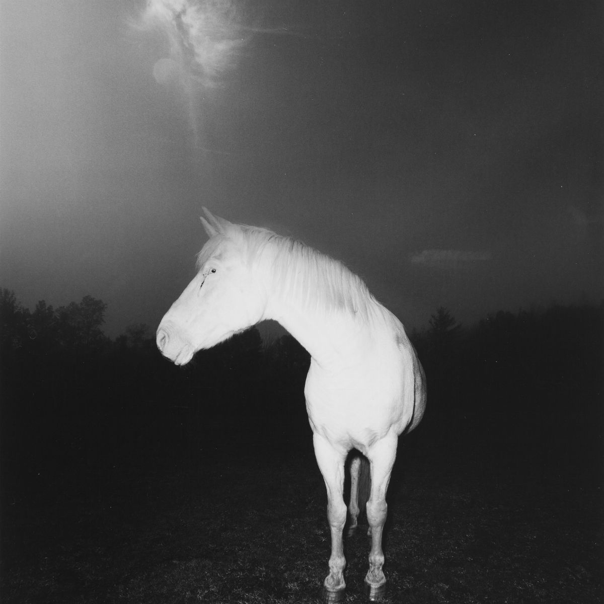 Doug Prince - White Horse in Fog 1979 | Photographs / Time Auction ...